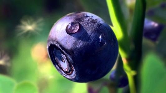 Eroupean Bilberry Extract, Extrait de myrtille européenne, Anthocyanidins, anti-âge, Shaanxi Yongyuan Bio-Tech