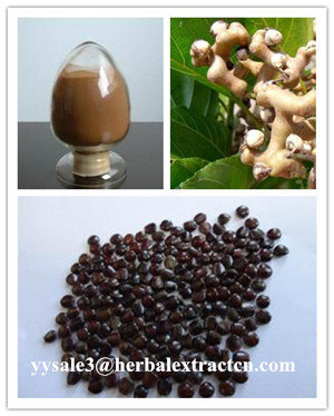 Hovenia Dulcis Extract , stay sober, natural ingredient for drinks, Chinese factory supply , Shaanxi Yongyuan Bio-Tech