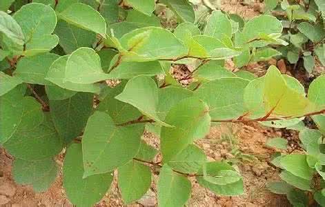 Resveratrol 98% HPLC,CAS No.: 501-36-0, Polygonum cuspidatum extract, 3,4’,5-Trihydroxystlbene, Shaanxi Yongyuan Bio