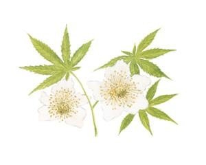 Sweet Tea Extract, Rubusoside 70%-90% HPLC, CAS No.: 64849-39-4,Natural sweetener,food ingredient, Shaanxi Yongyuan Bio
