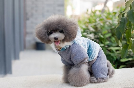 XS , XXL , XXXL Christmas dog clothes autumn and winter Warm Costume Outfit Apparel