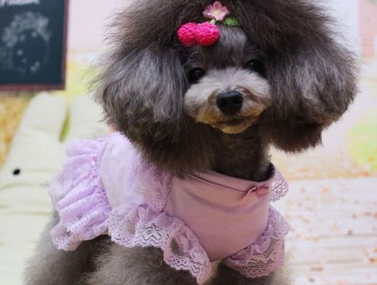 Medium Dog clothes shih tzu puppies Dress Cute Purple Lace Tutu Tulle