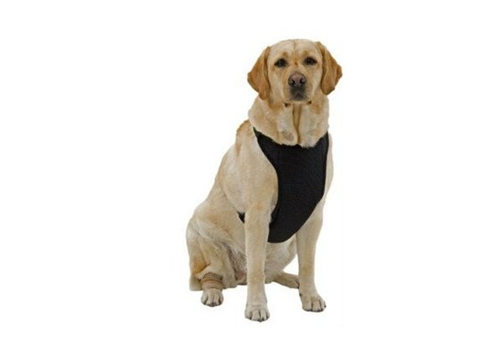 Warming or Cooling medium dog clothes golden retriever personalized