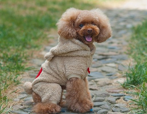 Embroidery design hooded dog sweatshirt Warm Clothing EN71 / ASTM Standard