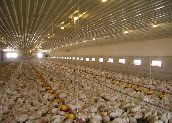 Movable Light Steel Structure Poultry House , Q235B / Q355B Poultry Farm House
