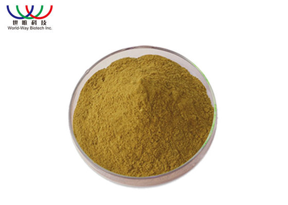 Pharmaceutical Grade Echinacea Angustifolia Extract , Pure Echinacea Plant Extract