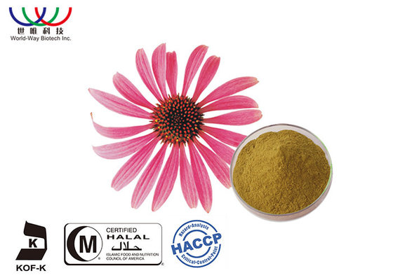 Freshe Chinacea Angustifolia Root Extract , Echinacea Goldenseal Extract  Powder