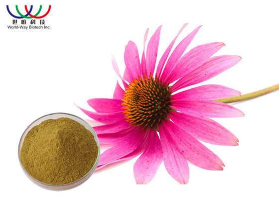 Polvo fino marrón claro de la parte del Echinacea del extracto aéreo de Purpurea que aumenta inmunidad
