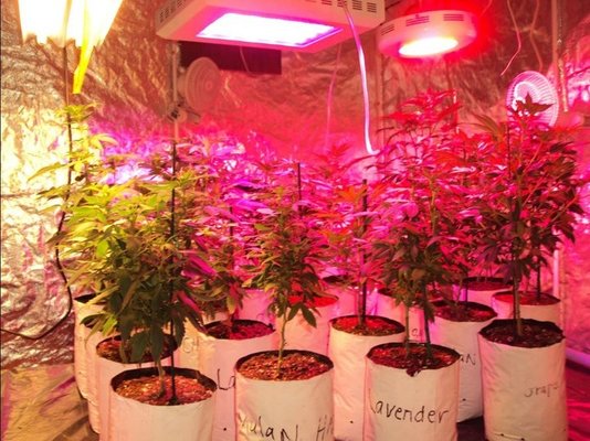 DC12V IP68 full spectrum 4ft hydroponic greenhouse LED grow light 15/30/45/60W