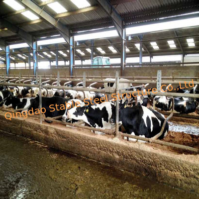 Low cost Cow Feeding Industry Steel Structure Shed with Modern Design supplier