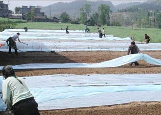 Transparent Spunbond Non Woven Landscape Fabric for Agriculture Plant Cover