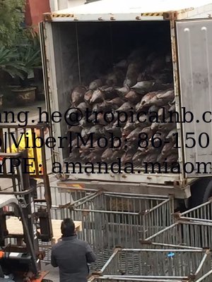 170g Canned white meat tuna in oil